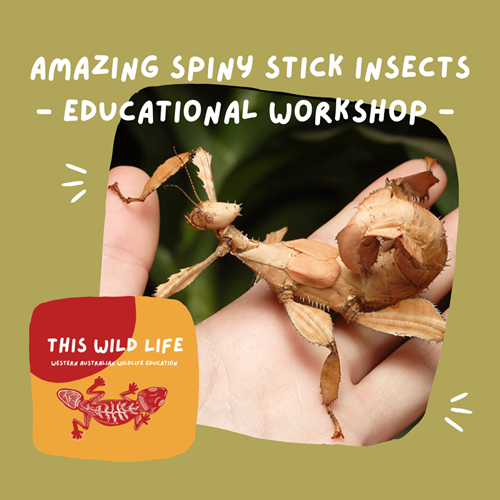 Amazing Spiny Stick Insects Workshop - Leederville | Sticky Tickets